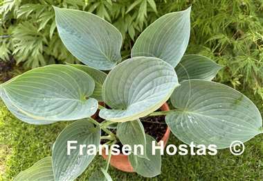 Hosta Gentle Giant - Fransen Hostas